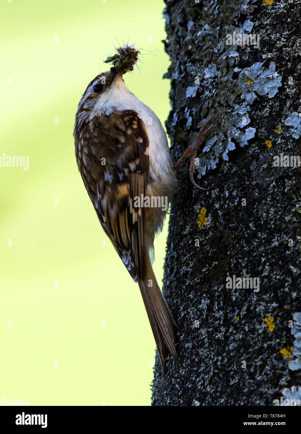 Tree creeper providing food to nest in the ivy Stock Photo - Alamy