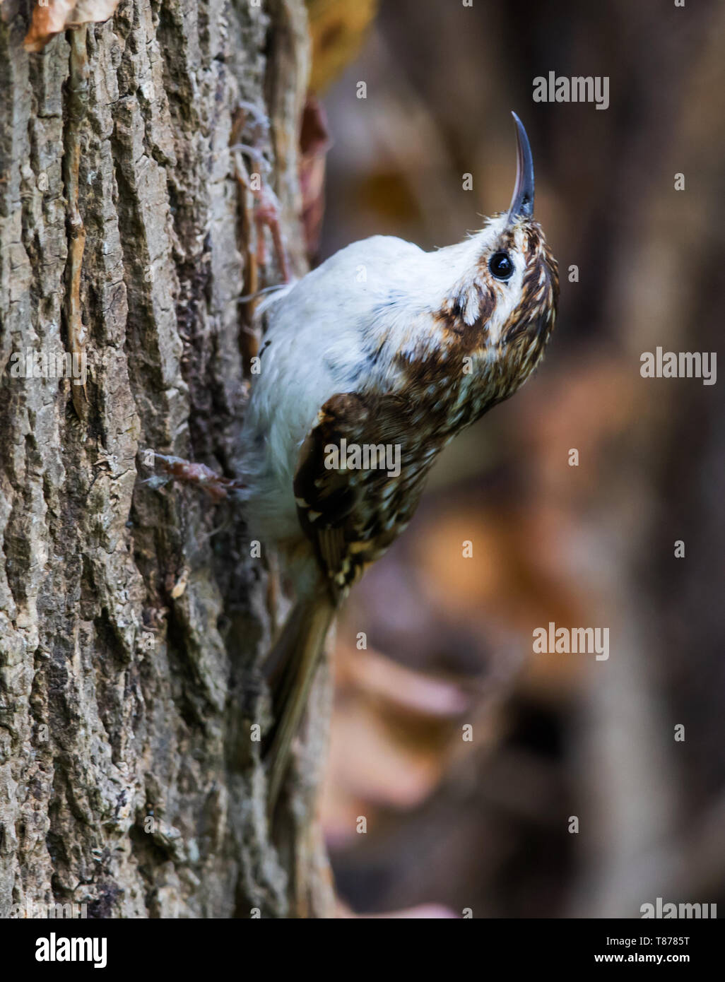 Tree creeper providing food to nest in the ivy Stock Photo - Alamy