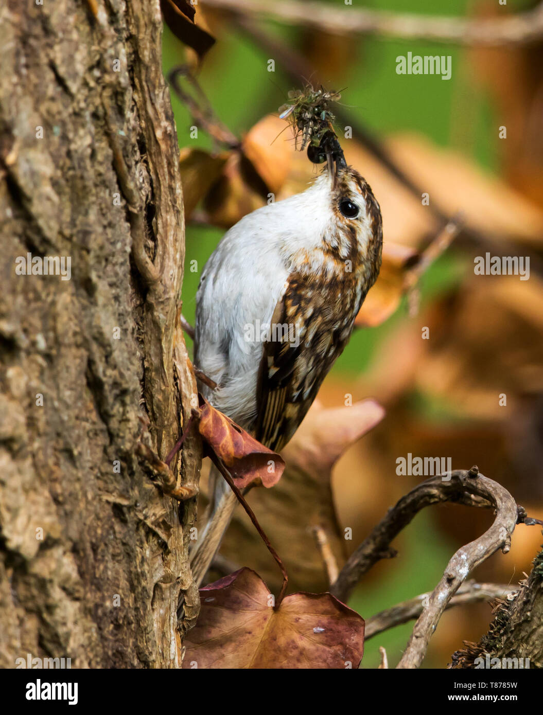 Tree creeper providing food to nest in the ivy Stock Photo - Alamy