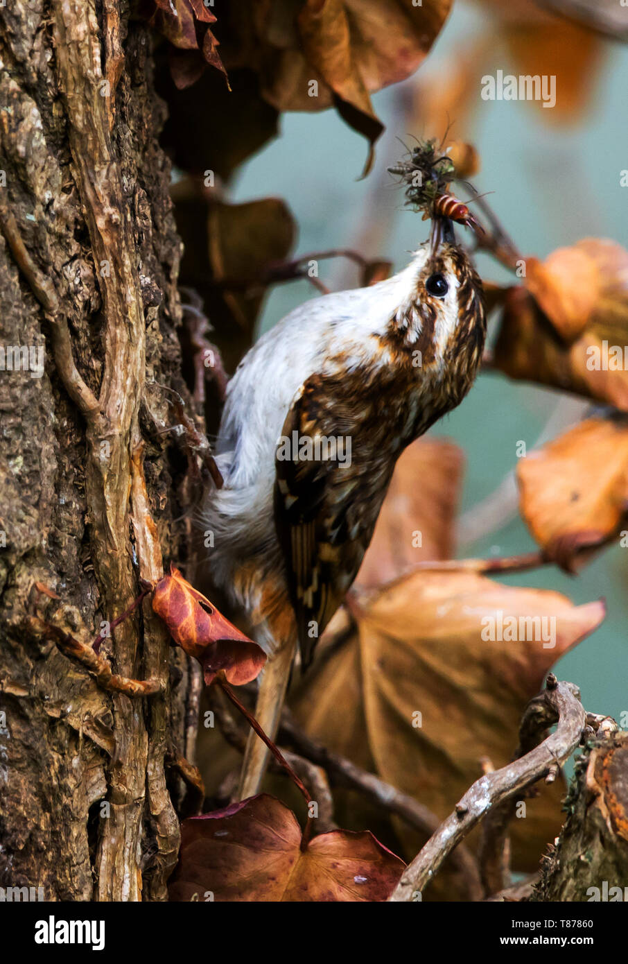 Tree creeper providing food to nest in the ivy Stock Photo - Alamy