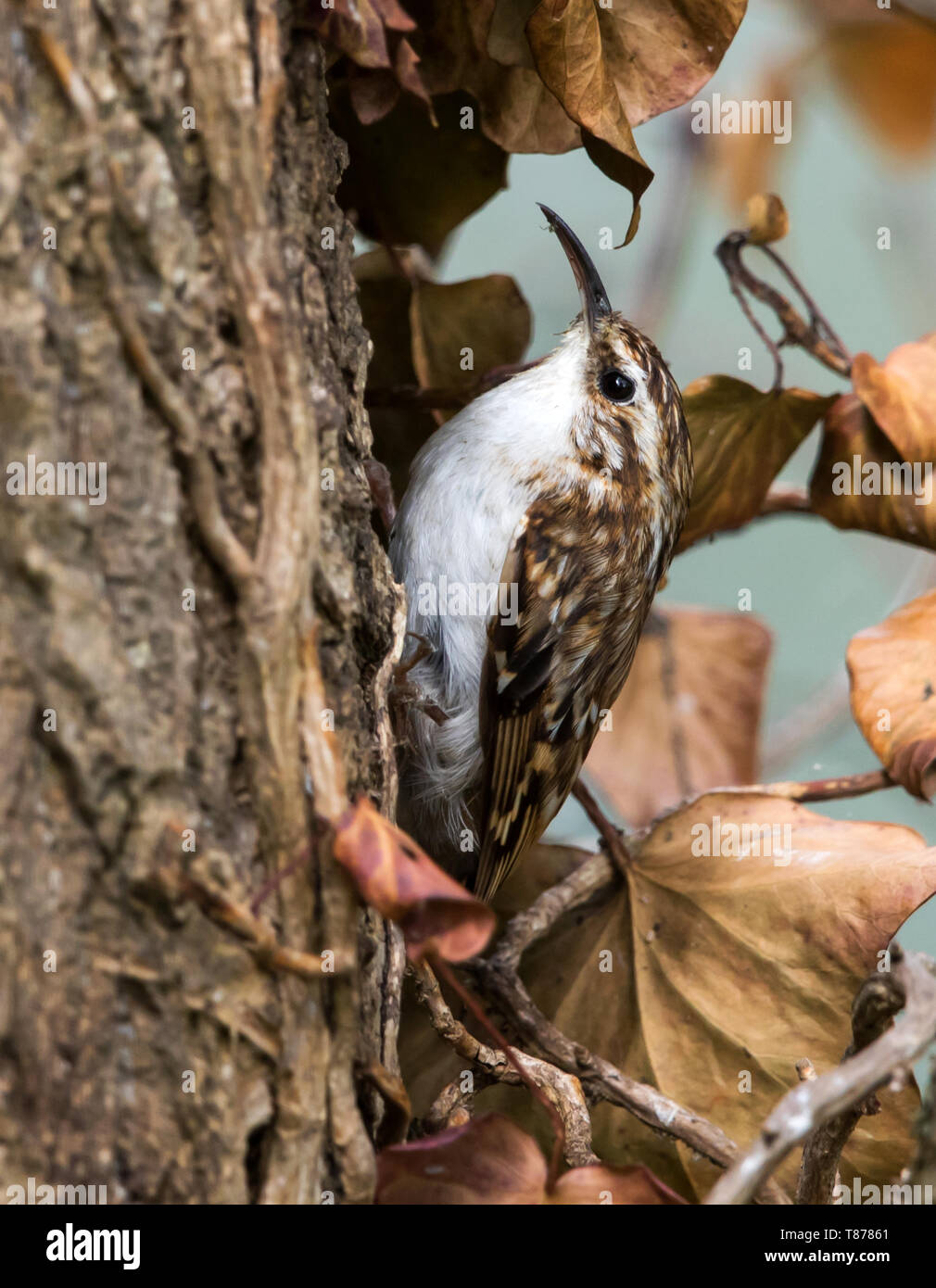 Tree creeper providing food to nest in the ivy Stock Photo - Alamy