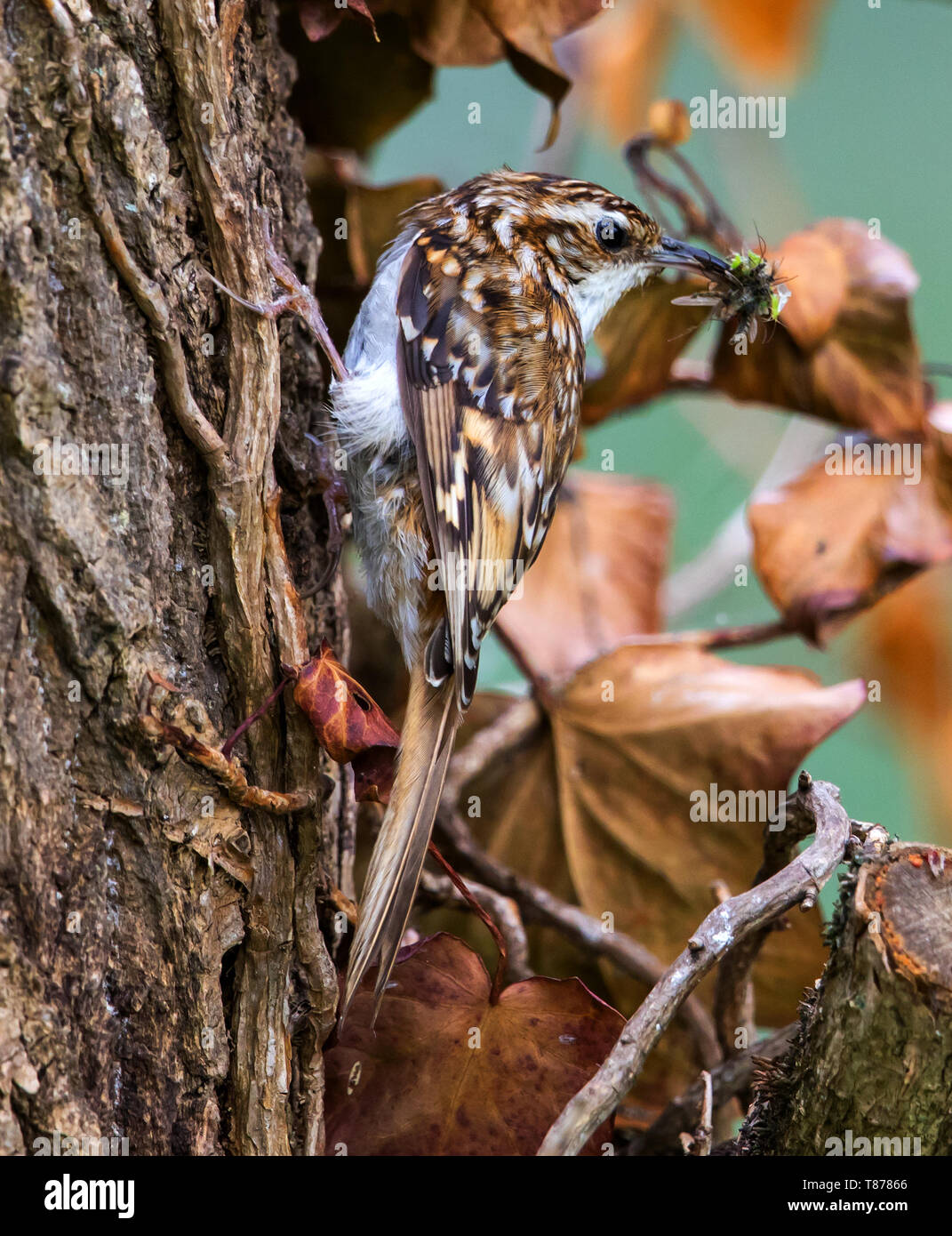 Tree creeper providing food to nest in the ivy Stock Photo - Alamy
