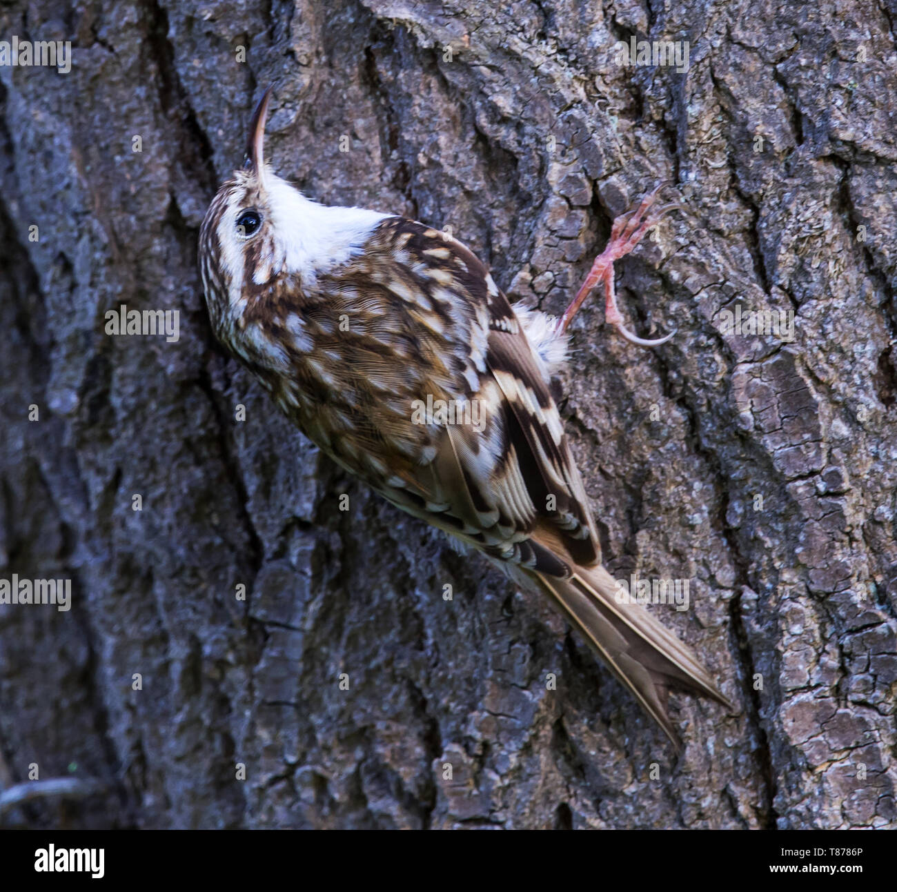 Tree creeper providing food to nest in the ivy Stock Photo - Alamy