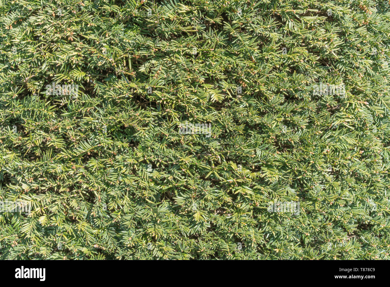 Hedge of fir trees as a natural background Stock Photo - Alamy