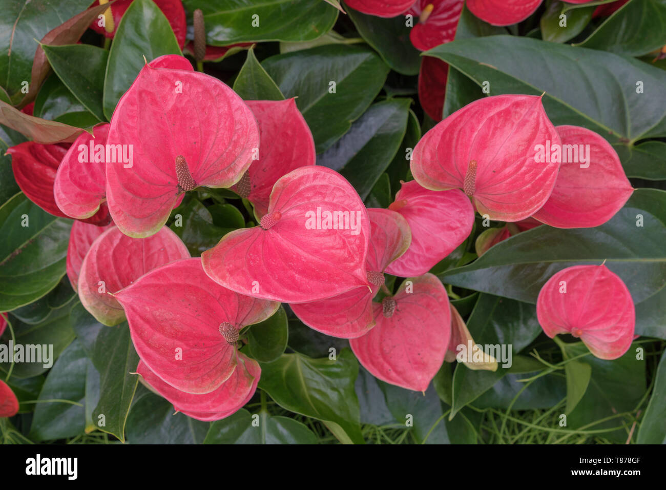 Red anthurium flowes tropical background. Several flowers of Anthurium ...
