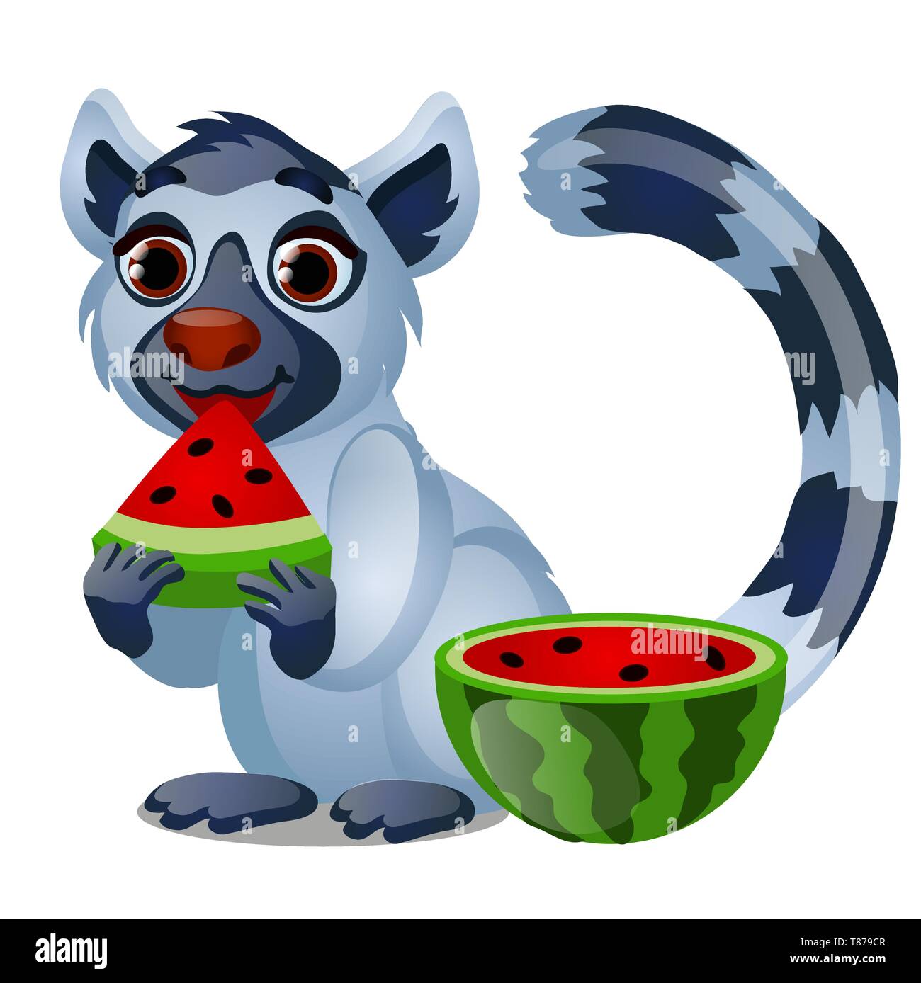 Cute lemur eating a ripe juicy watermelon isolated on white background ...