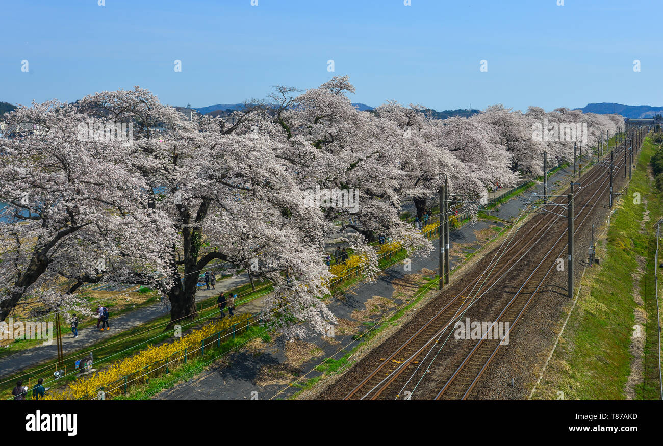 Miyagi, Japan - April 14, 2019. Landscape scenic view of sakura (cherry ...