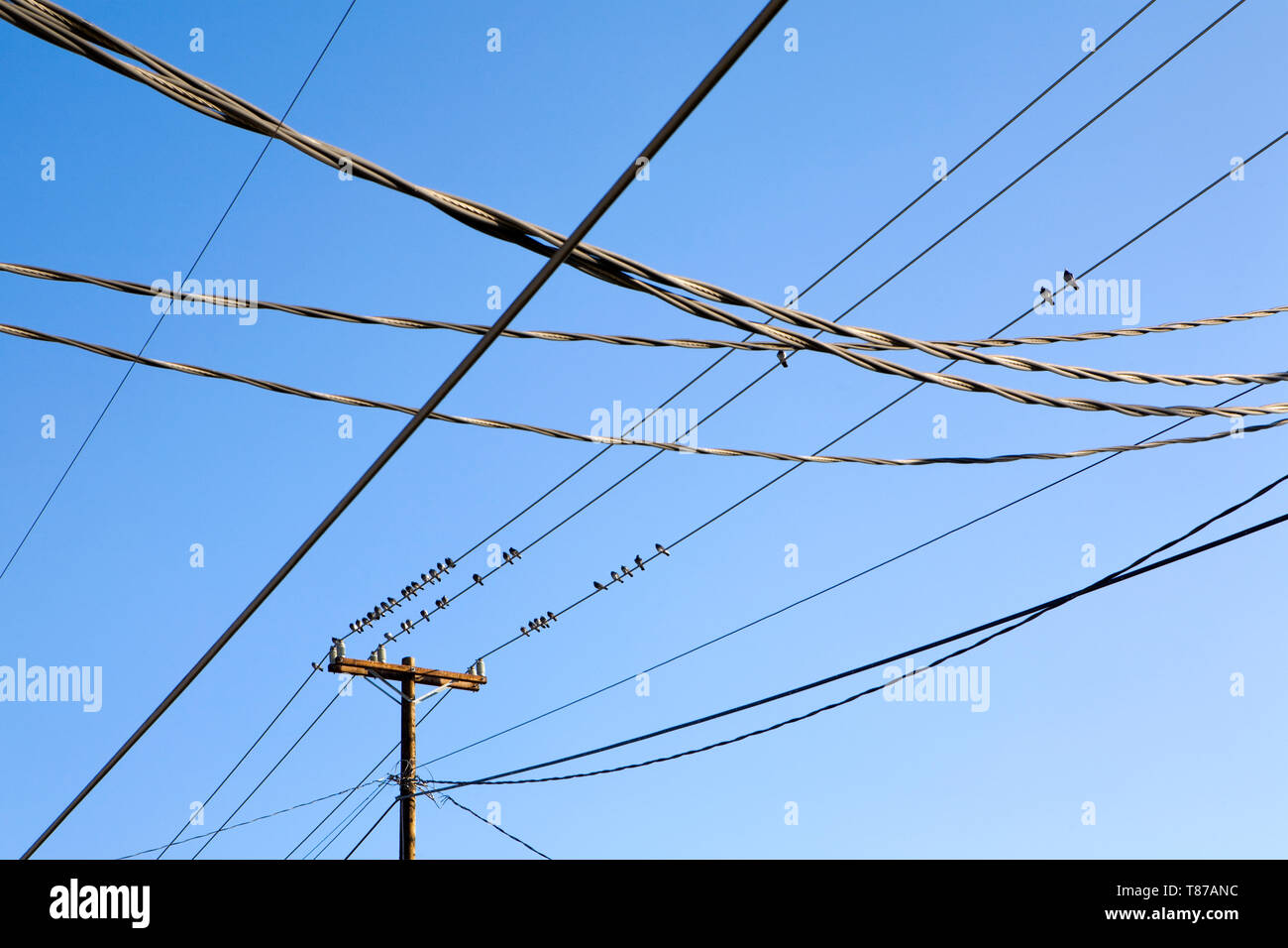 Utility Pole and Power Lines Stock Photo - Alamy