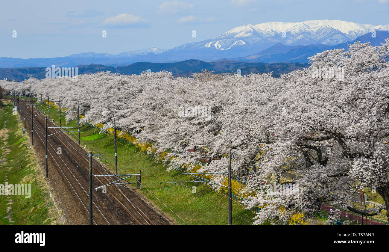 Cherry blossom with Zao Mountain Range background in Miyagi, Japan ...