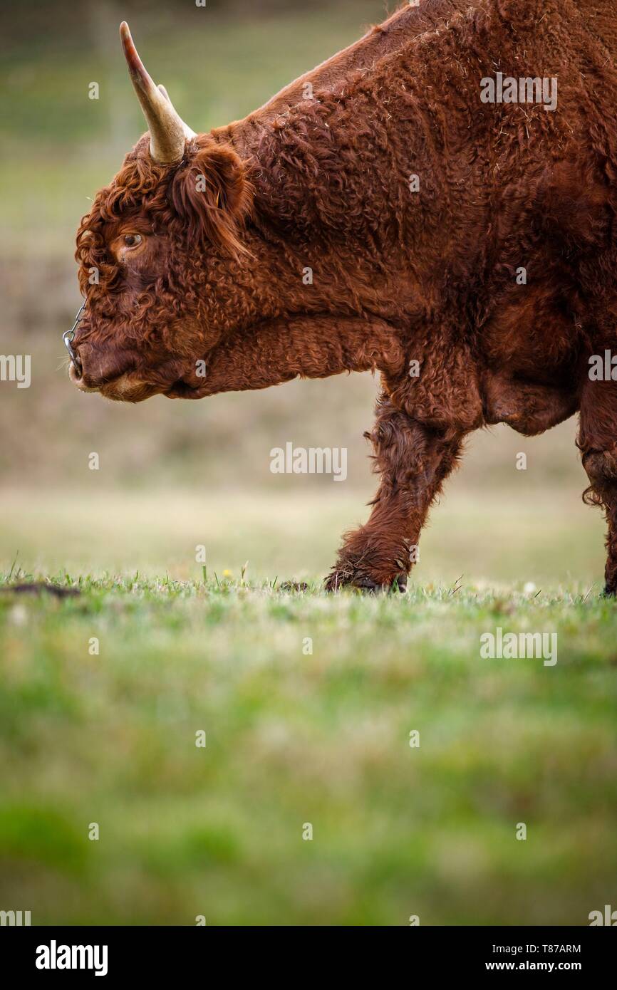 France, Cantal, regional natural park volcanoes of Auvergne, Salers ...