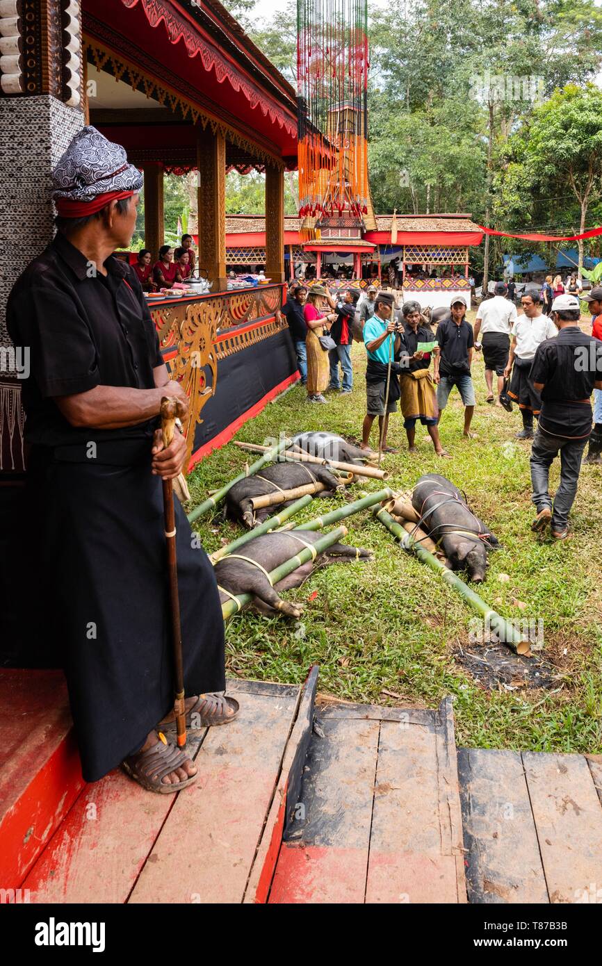 Indonesia, Sulawesi island, Toraja country, Tana Toraja, pigs for ...