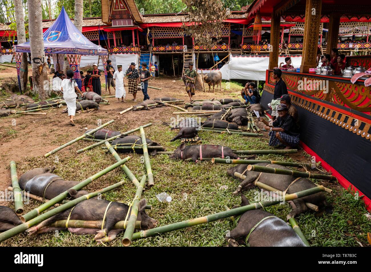 Indonesia, Sulawesi island, Toraja country, Tana Toraja, pigs for ...