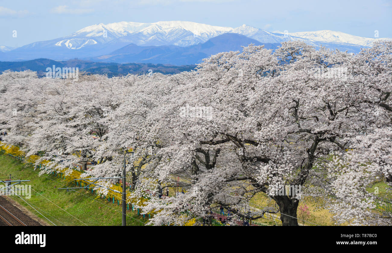 Cherry blossom with Zao Mountain Range background in Miyagi, Japan ...
