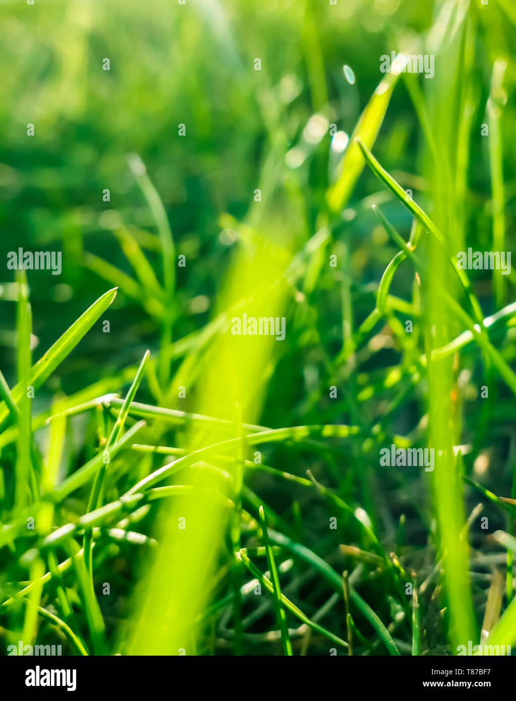 Earth landscape, growth and natural environment concept - Fresh grass ...
