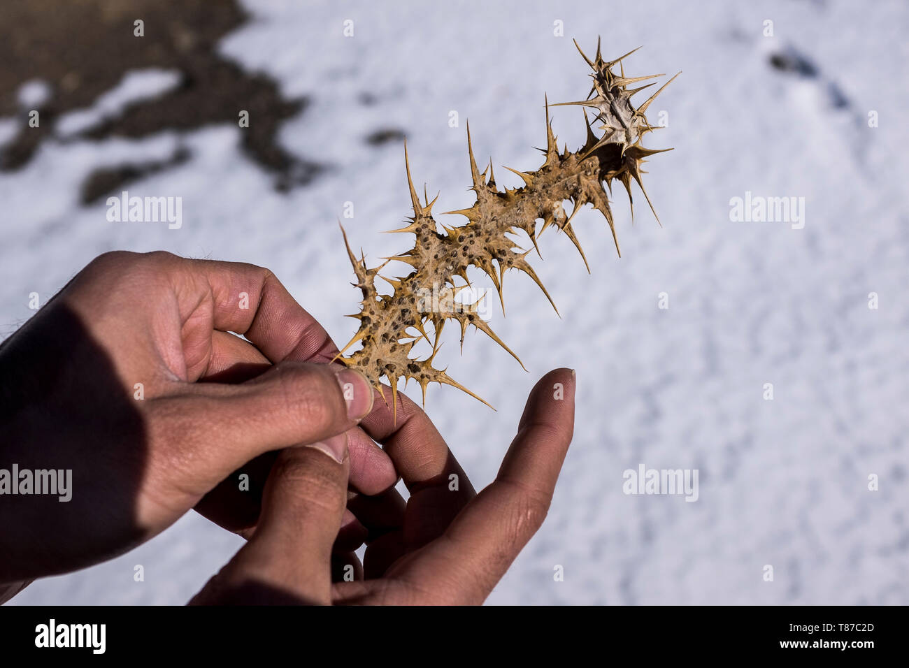 Thorn finger hi-res stock photography and images - Alamy