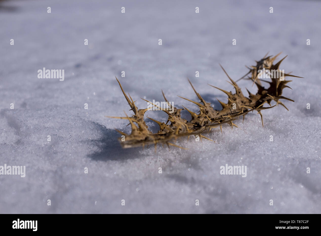 Thorn shadow hi-res stock photography and images - Alamy