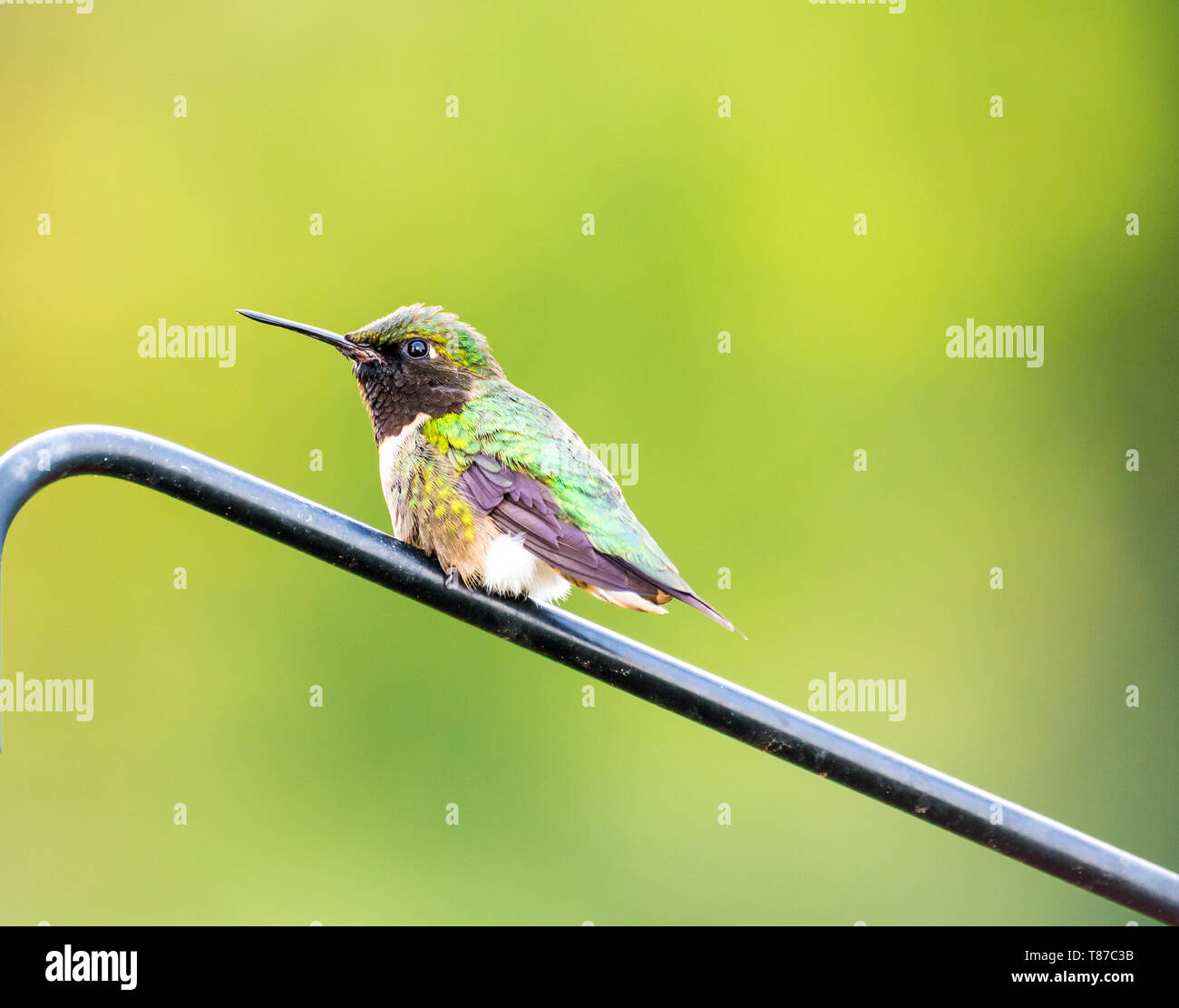 Metal hummingbirds hi-res stock photography and images - Alamy