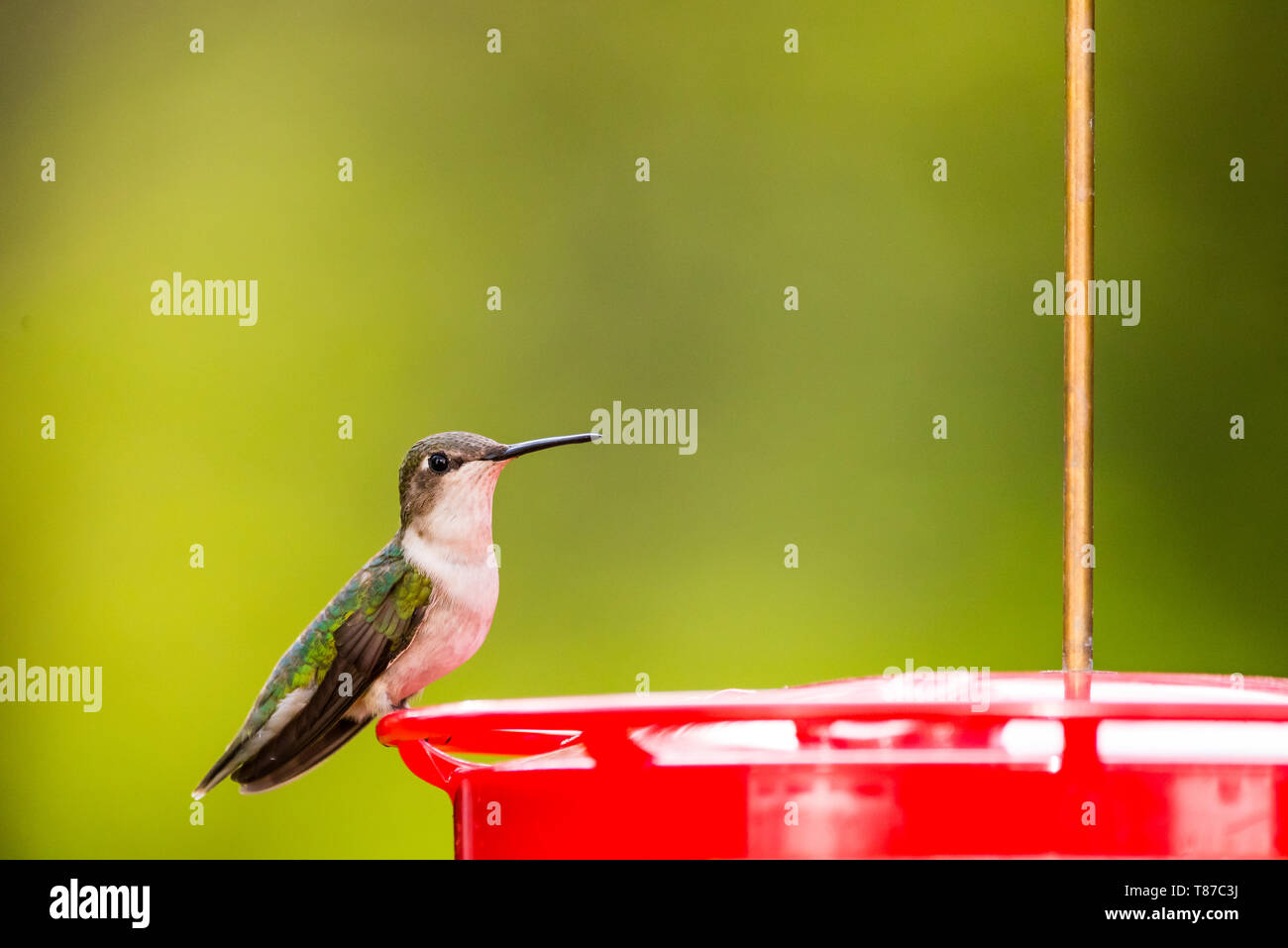 Female Ruby-Throated Hummingbird on red plastic hummingbird feeder ...