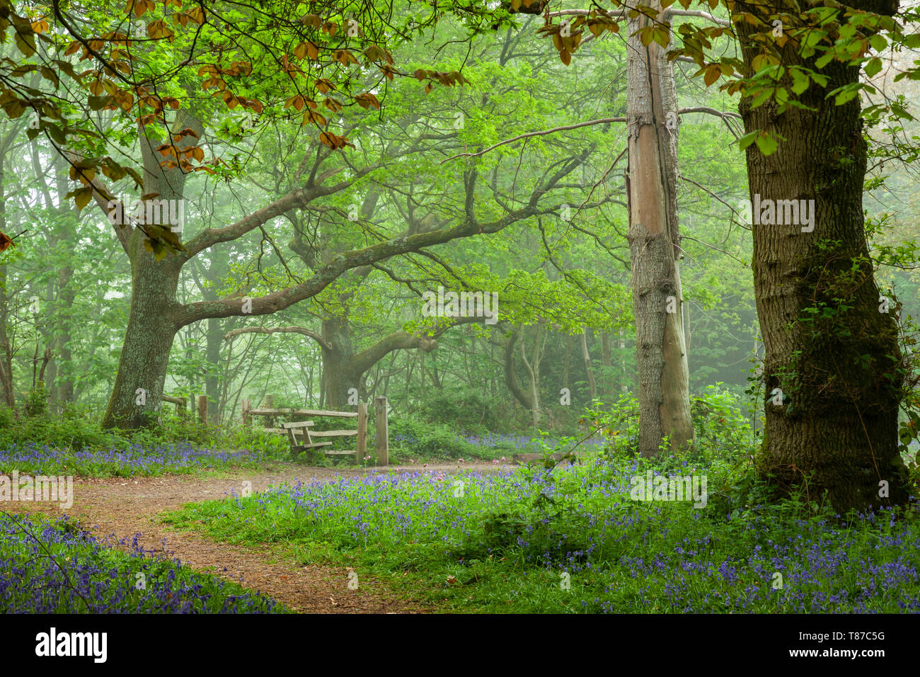 Misty spring morning in a West Sussex woodland, England Stock Photo - Alamy