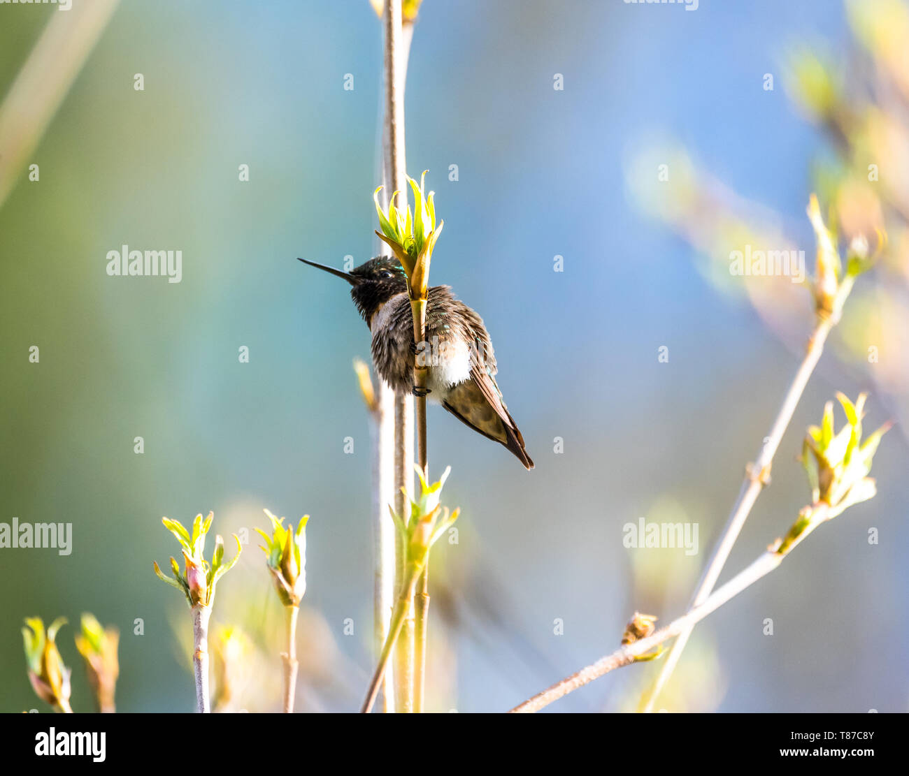 Photo of hummingbird in tree hi-res stock photography and images - Alamy