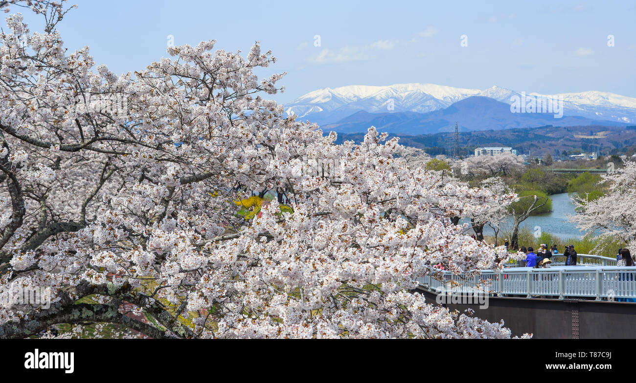 Cherry blossom with Zao Mountain Range background in Miyagi, Japan ...