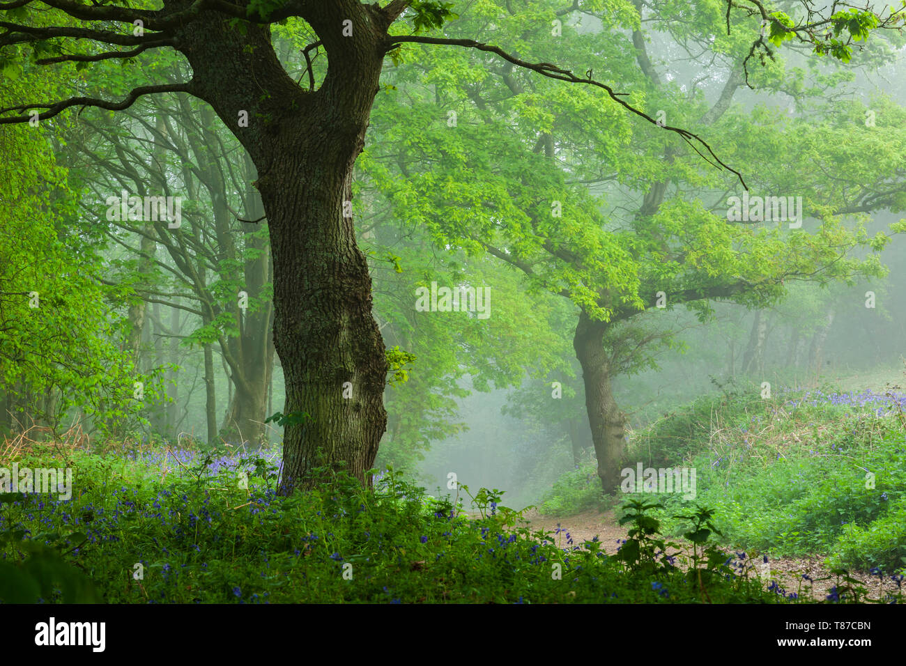 Misty morning in a West Sussex woodland, England Stock Photo - Alamy