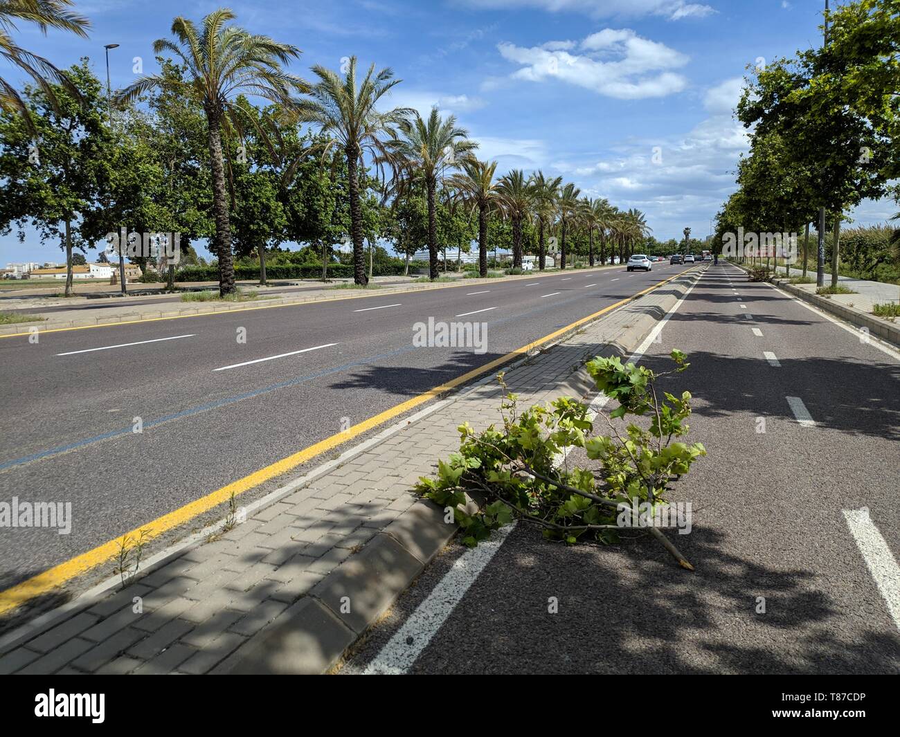 Windy day with tree branches over the road Stock Photo - Alamy