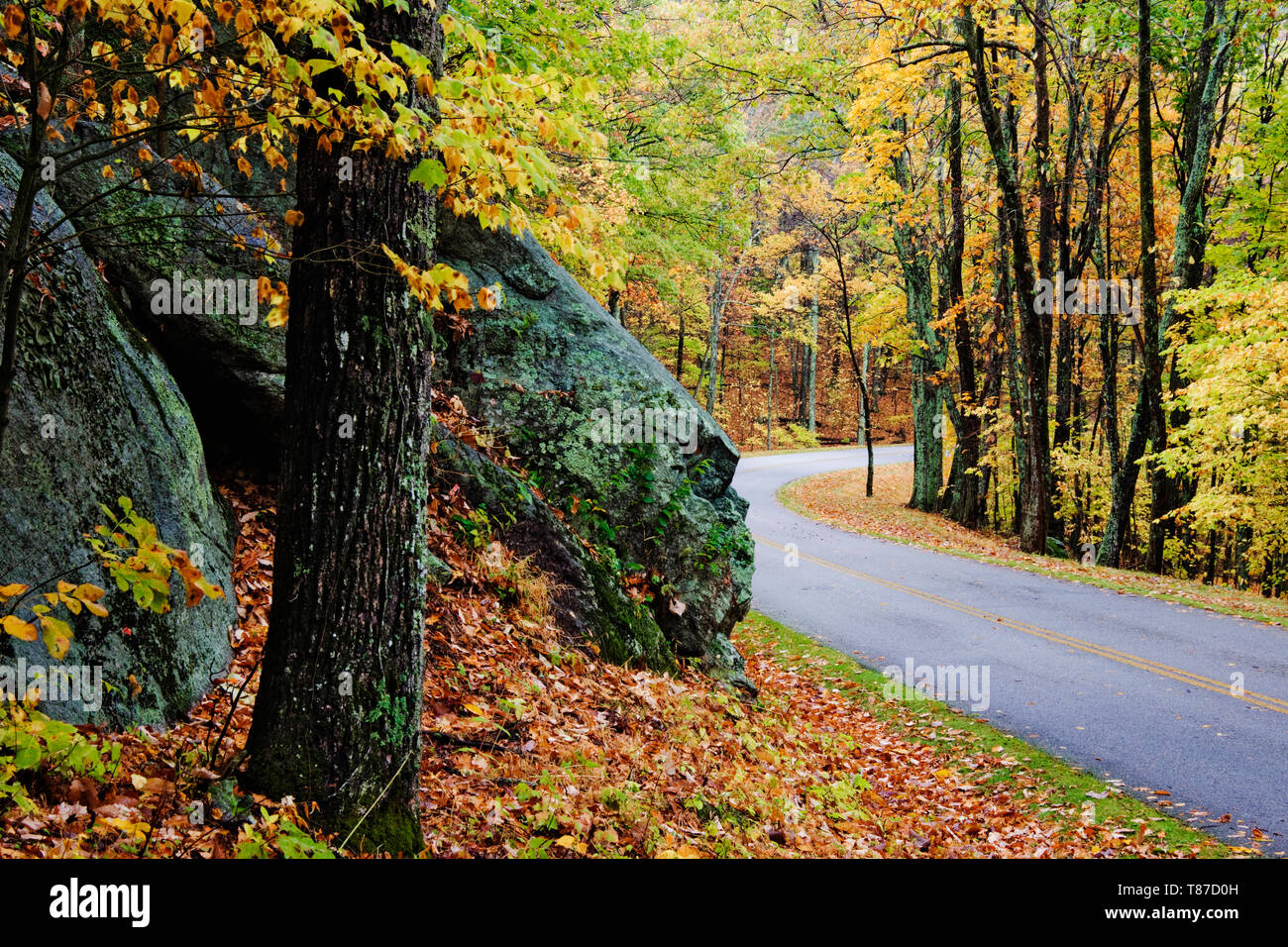 Country road through forest wilderness hi-res stock photography and ...