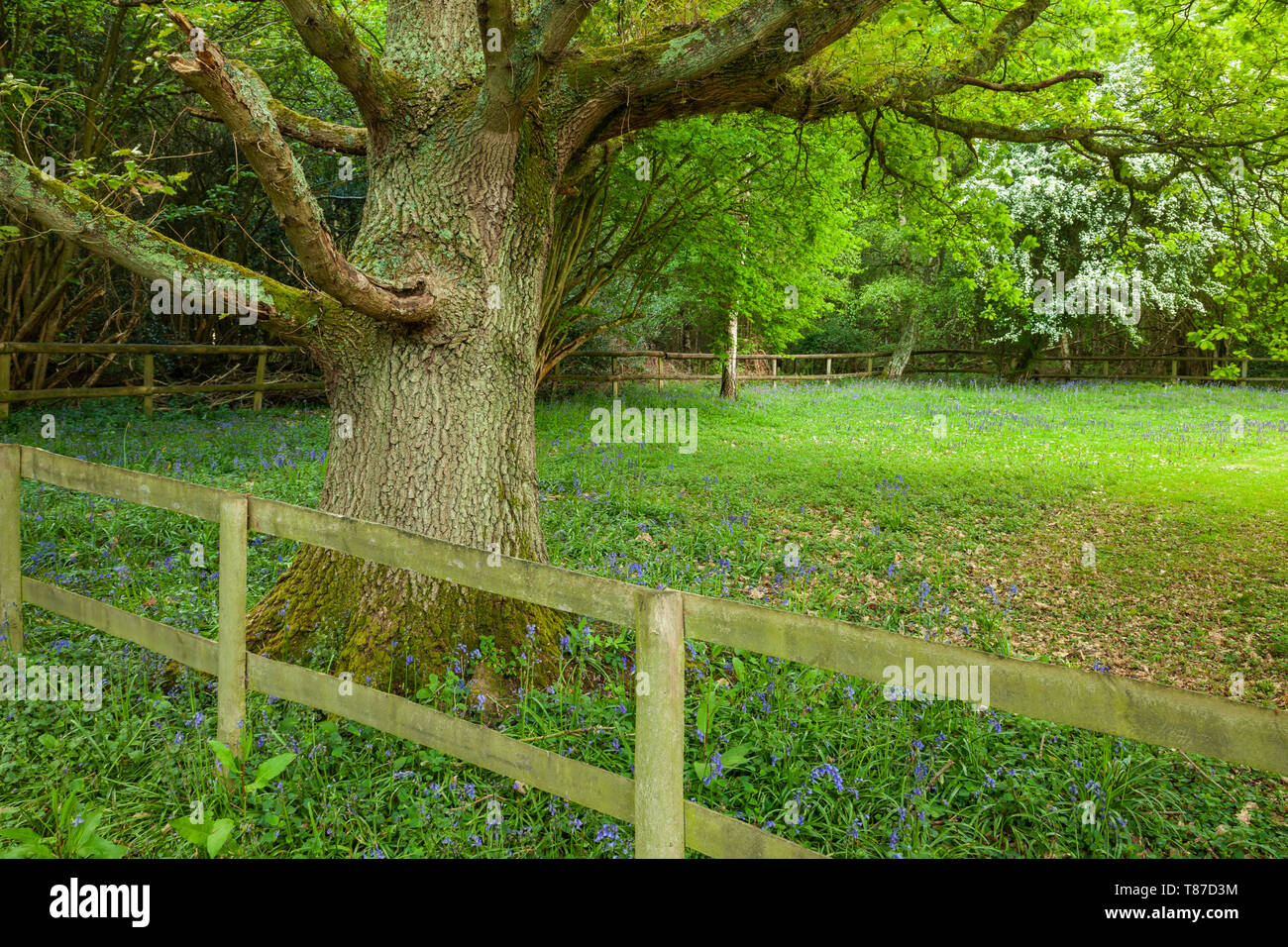 Spring evening in the West Sussex countryside near Haywards Heath ...