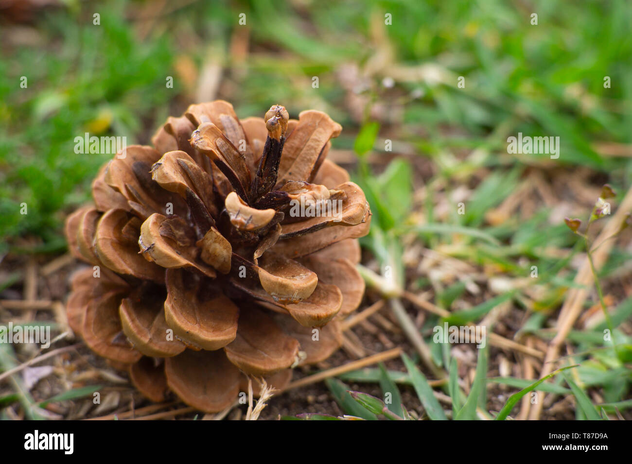 Pine Tree Cone Stock Photo - Alamy