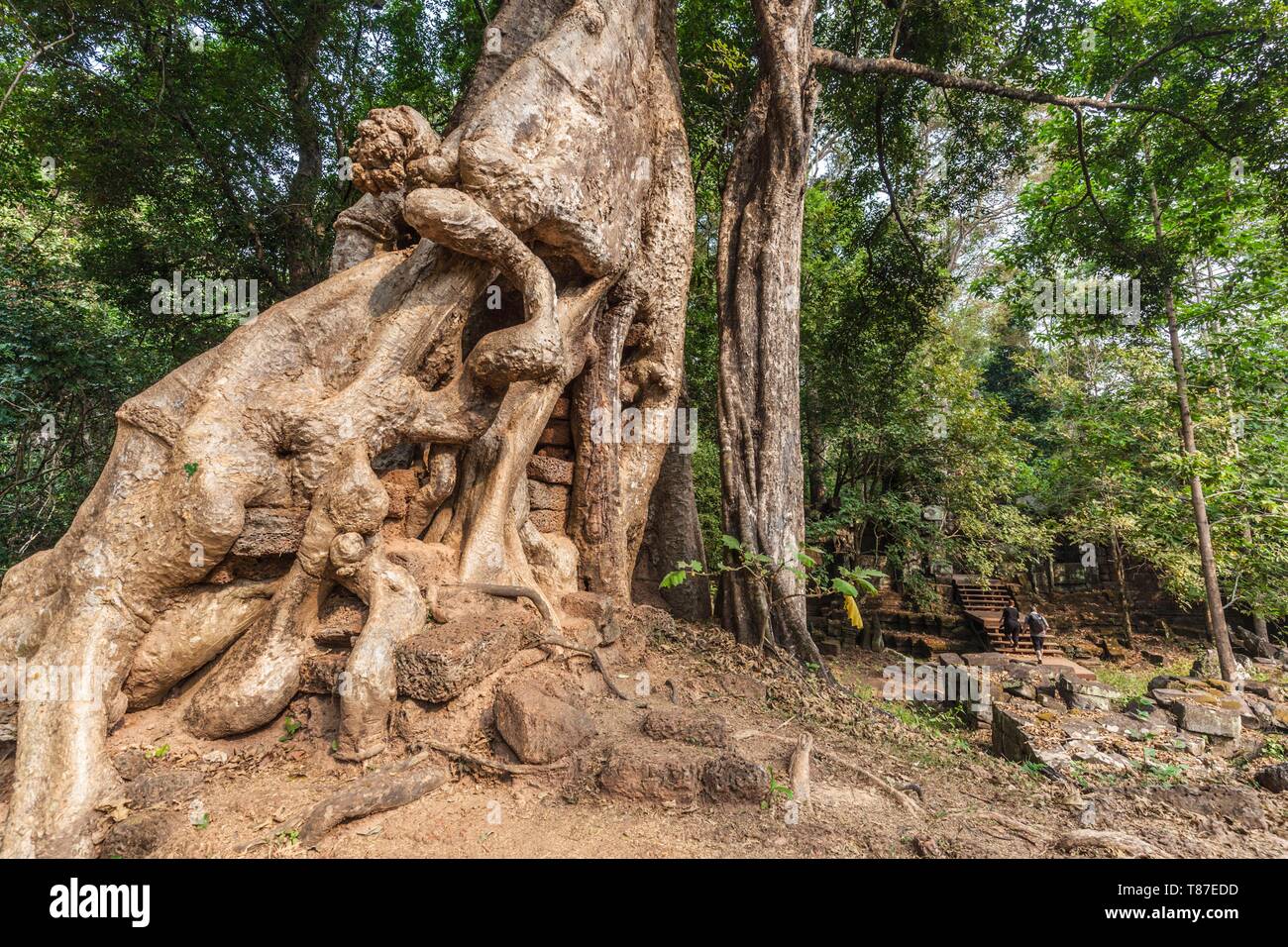 Cambodia, Angkor, Angkor Thom, Phimeanakas Palace ruins, tree Stock ...