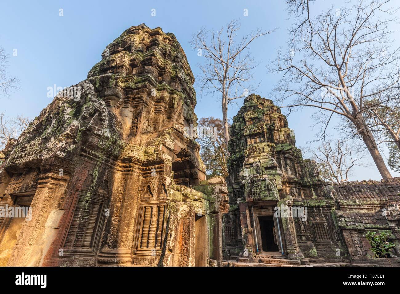 Cambodia, Angkor, Ta Prohm, temple detail Stock Photo - Alamy