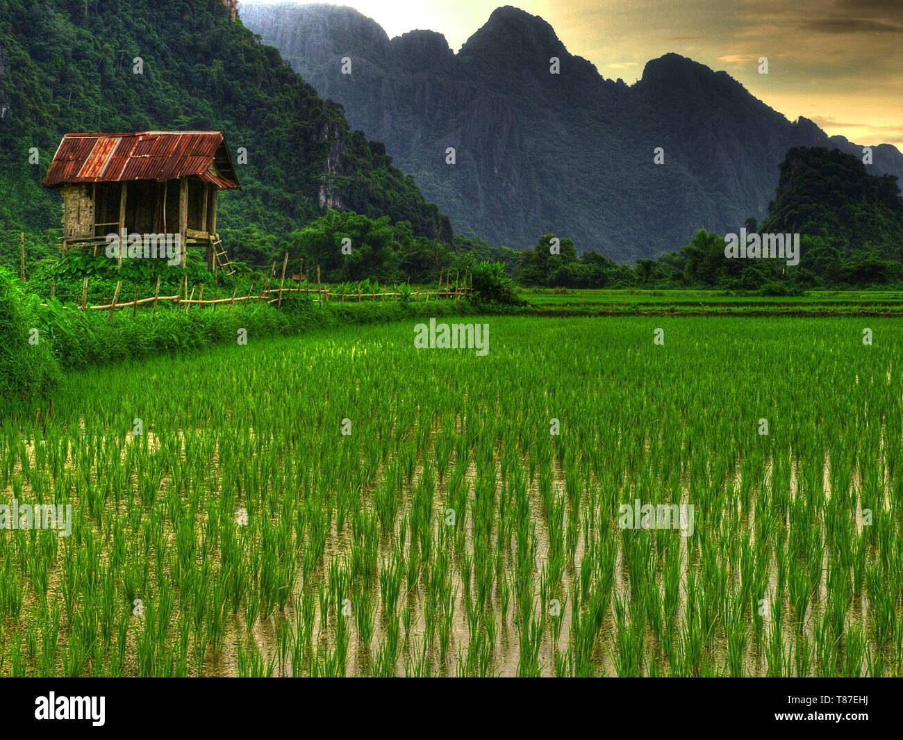 Rice field vientiane laos hi-res stock photography and images - Alamy