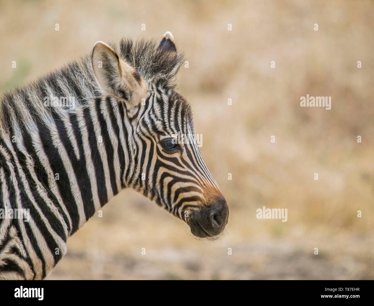 Senegal, Thies Region, Bandia Forest, Bandia Reserve, young zebra Stock ...
