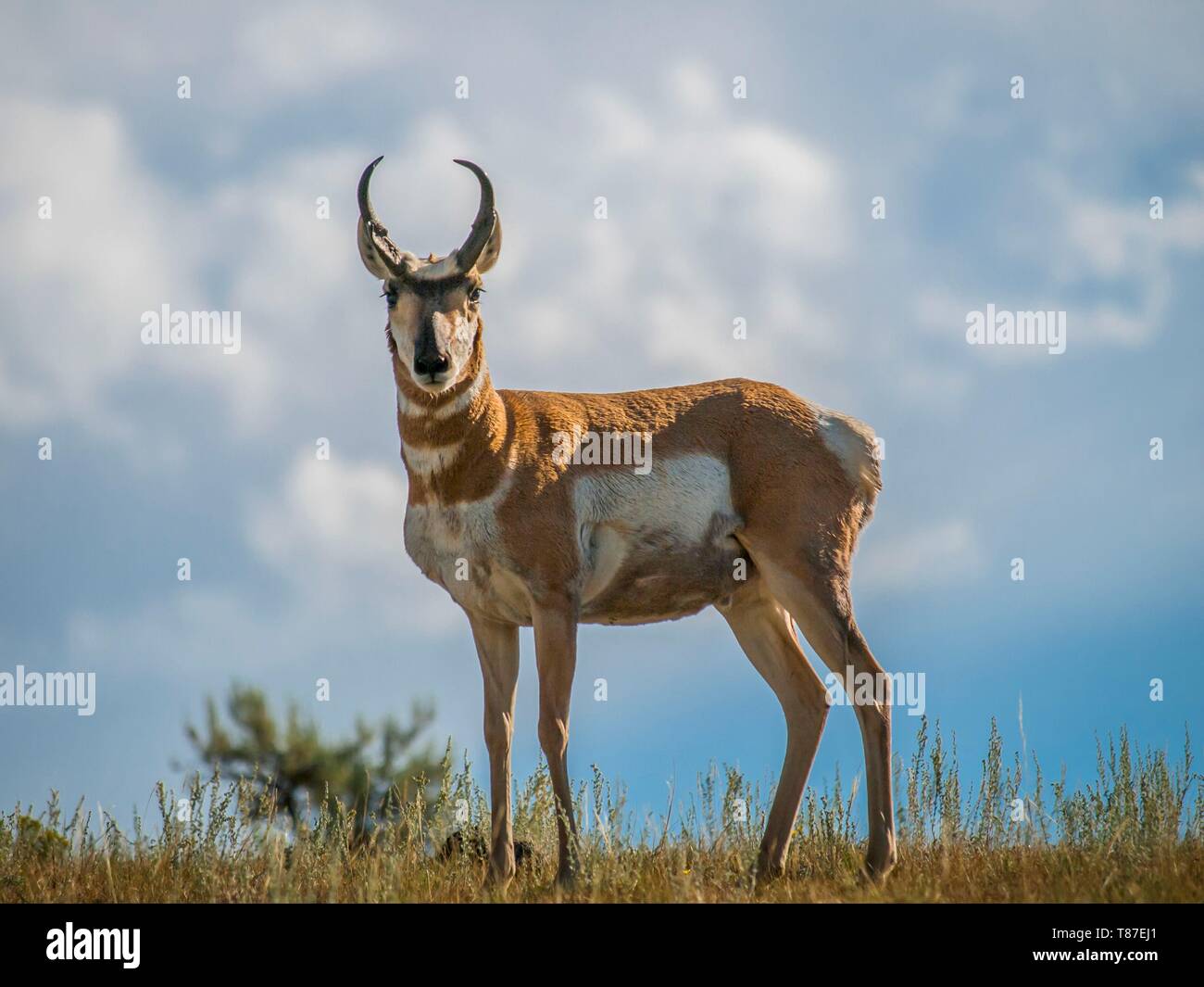 Yellowstone national park pronghorn hi-res stock photography and images ...