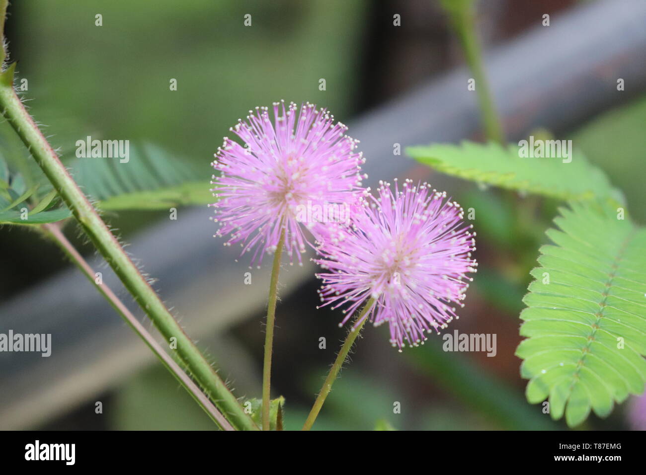 Beautiful Shame plant pic taken in animal sanctuary. It is called Chui ...