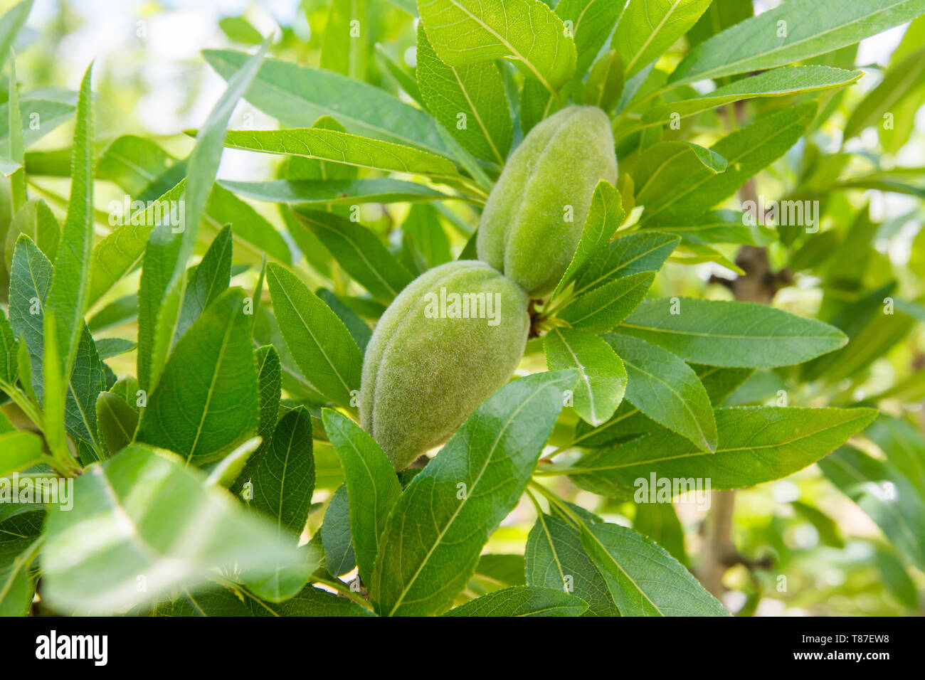Unripe almond on the branch of the tree in Sicily, Italy Stock Photo ...
