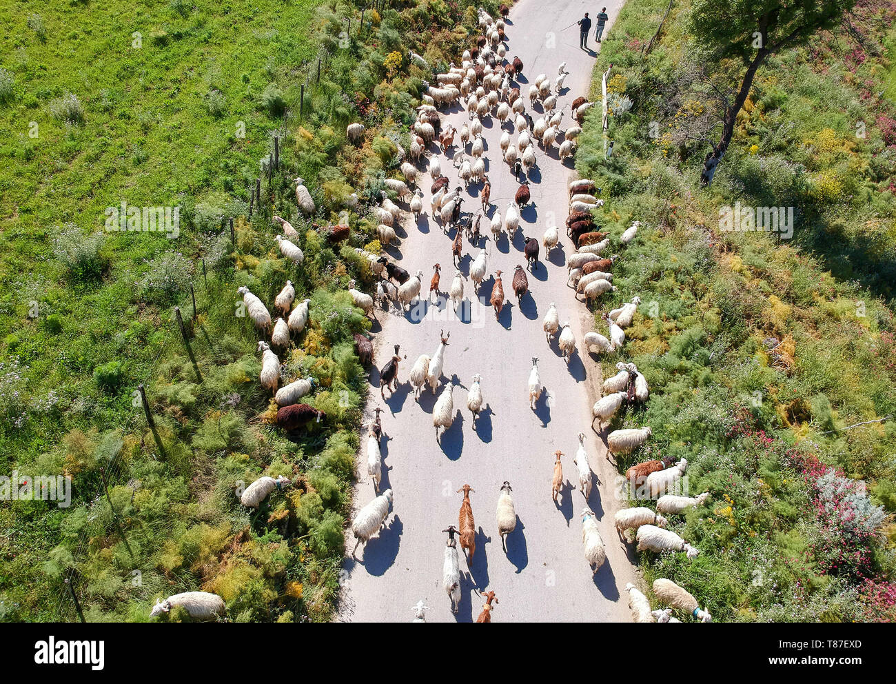 Sheep blocking road hi-res stock photography and images - Alamy