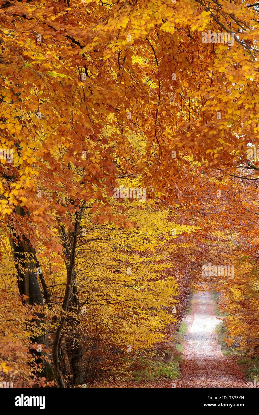 France, Seine et Marne, Fontainebleau and Gatinais Biosphere Reserve ...