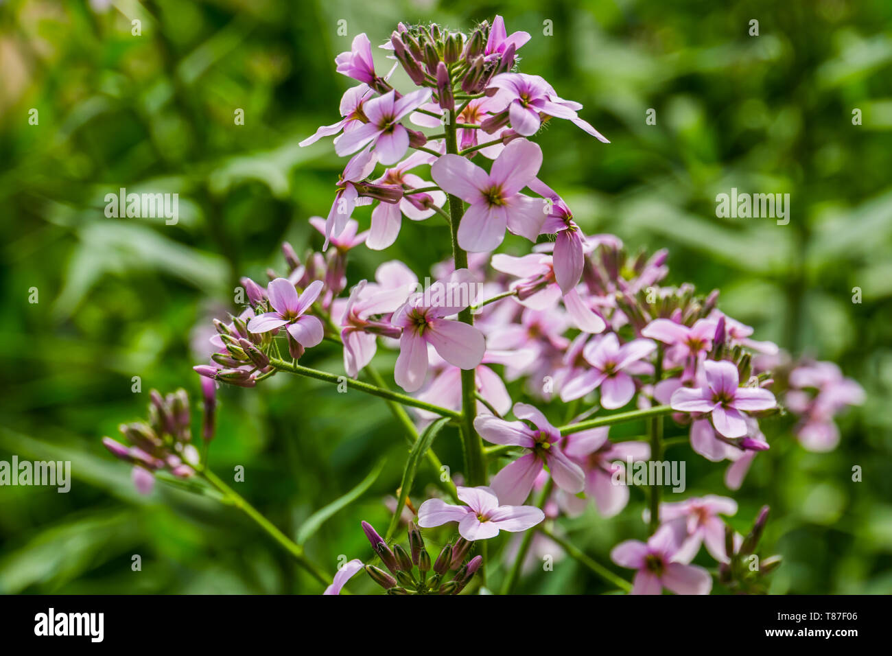 Queens Gilliflower High Resolution Stock Photography and Images - Alamy
