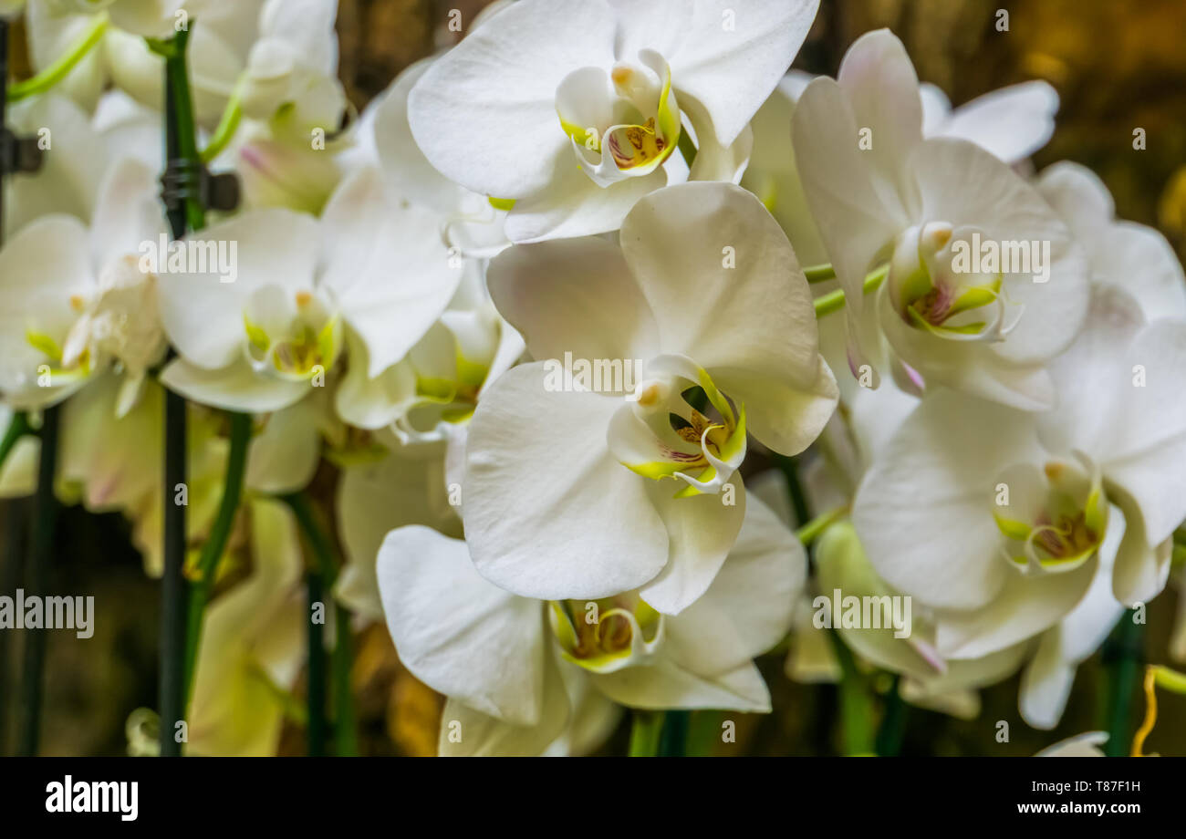 Monopodial orchids hi-res stock photography and images - Alamy