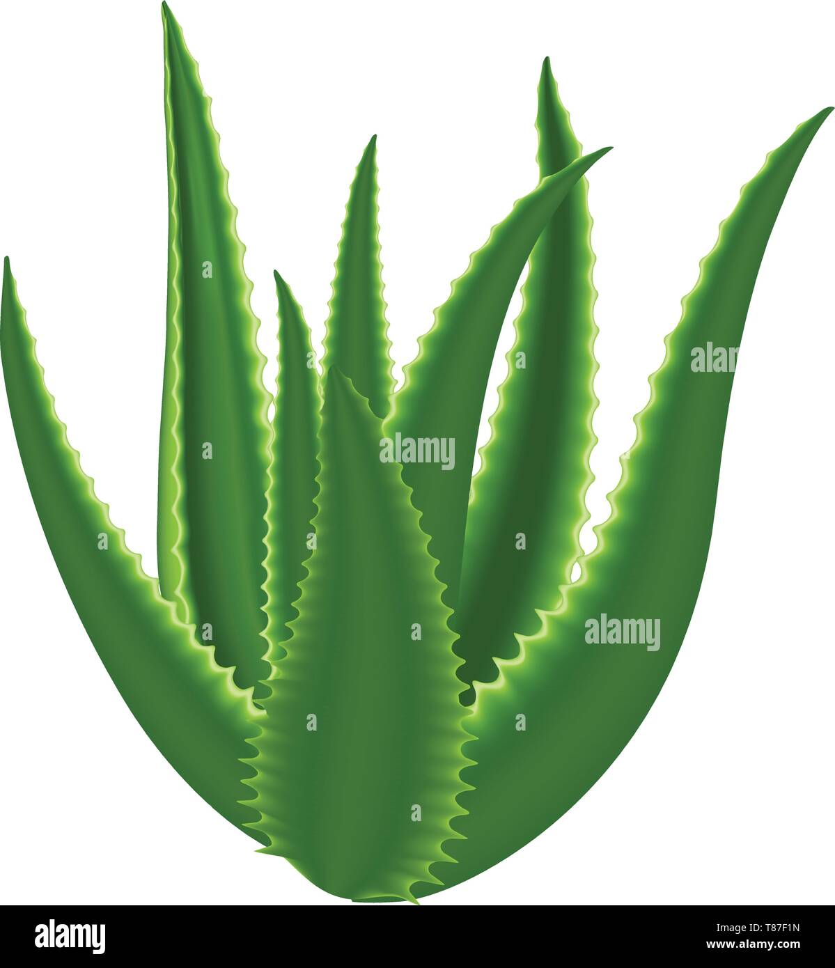 Aloe plant icon. Cartoon of aloe plant vector icon for web design ...