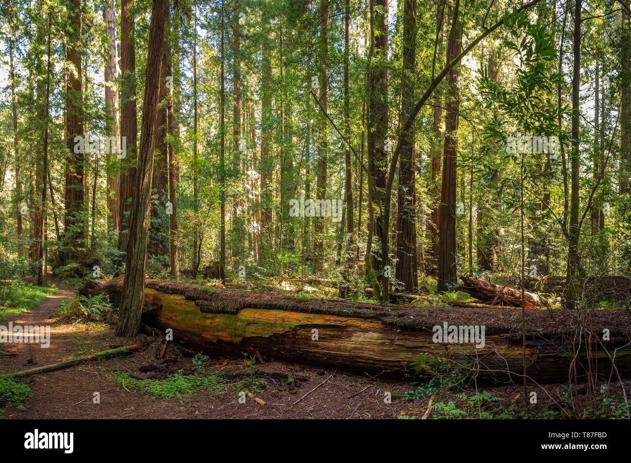 Light coming through the redwood canopy along the Avenue of the Giants ...