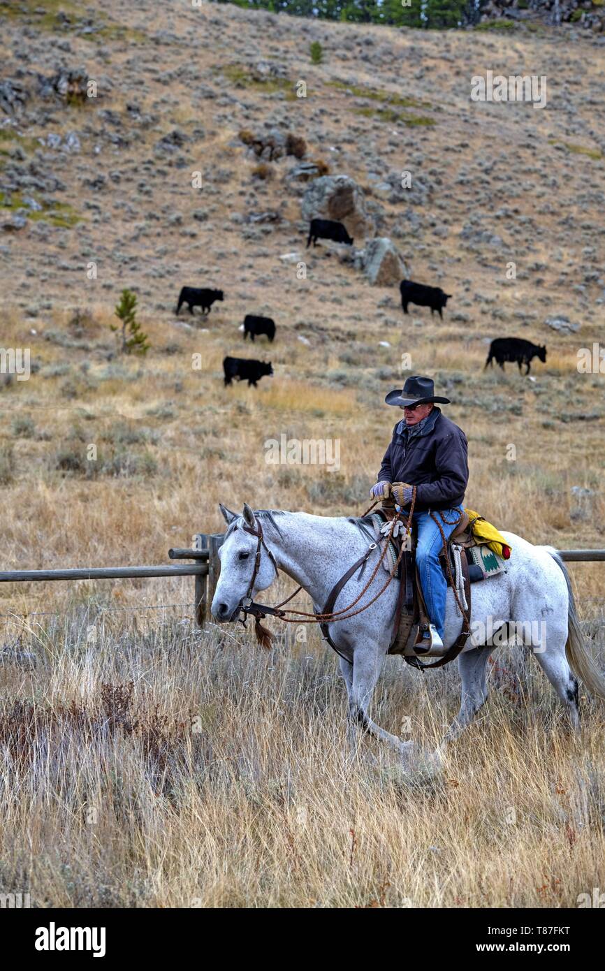 Cattle sorting hi-res stock photography and images - Alamy