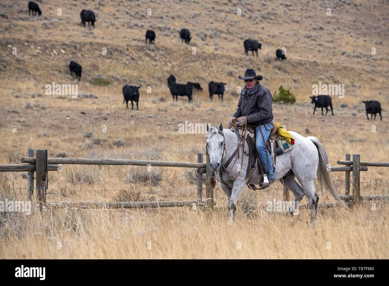 Cattle sorting hi-res stock photography and images - Alamy
