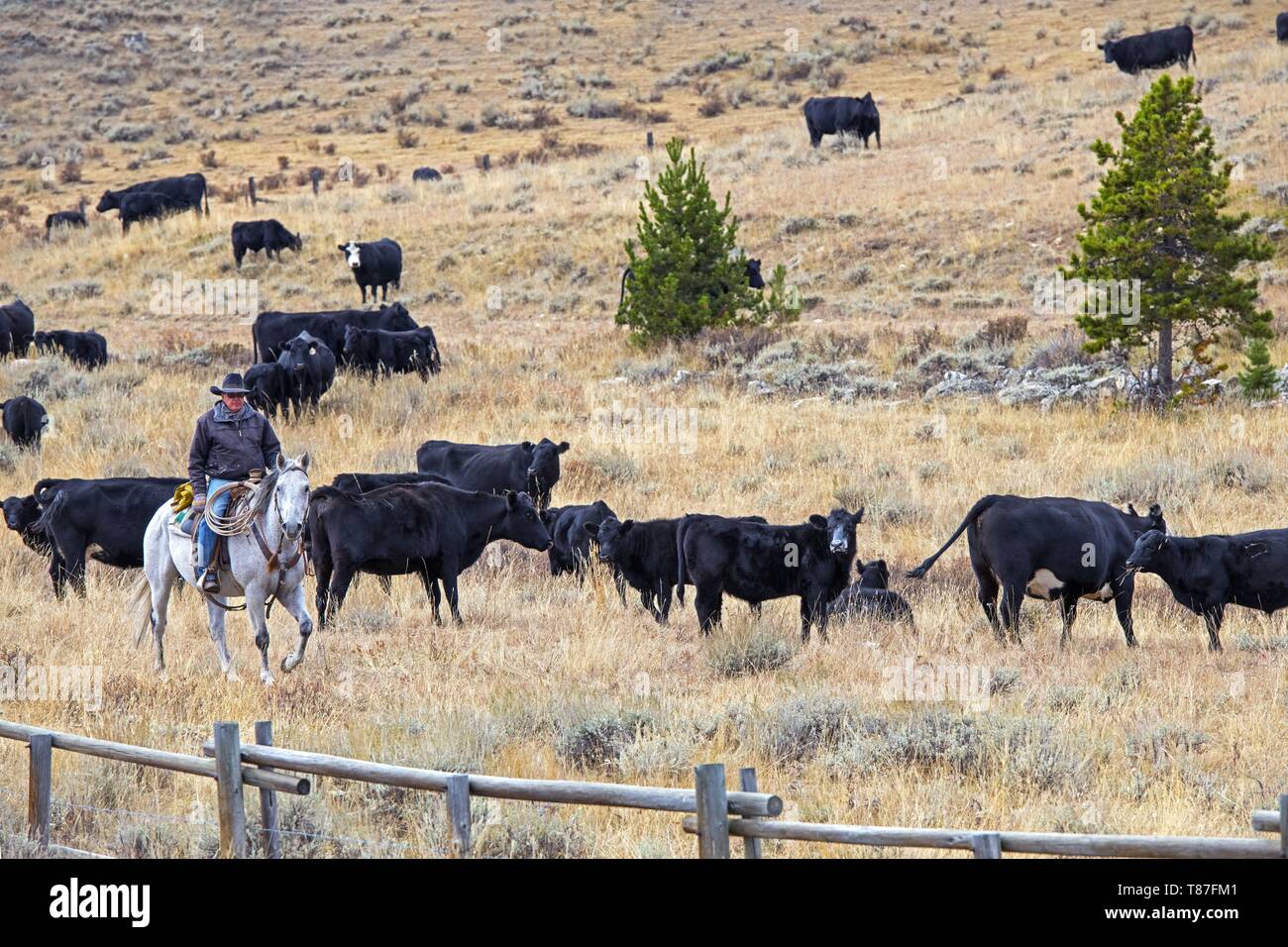 Cattle sorting hi-res stock photography and images - Alamy