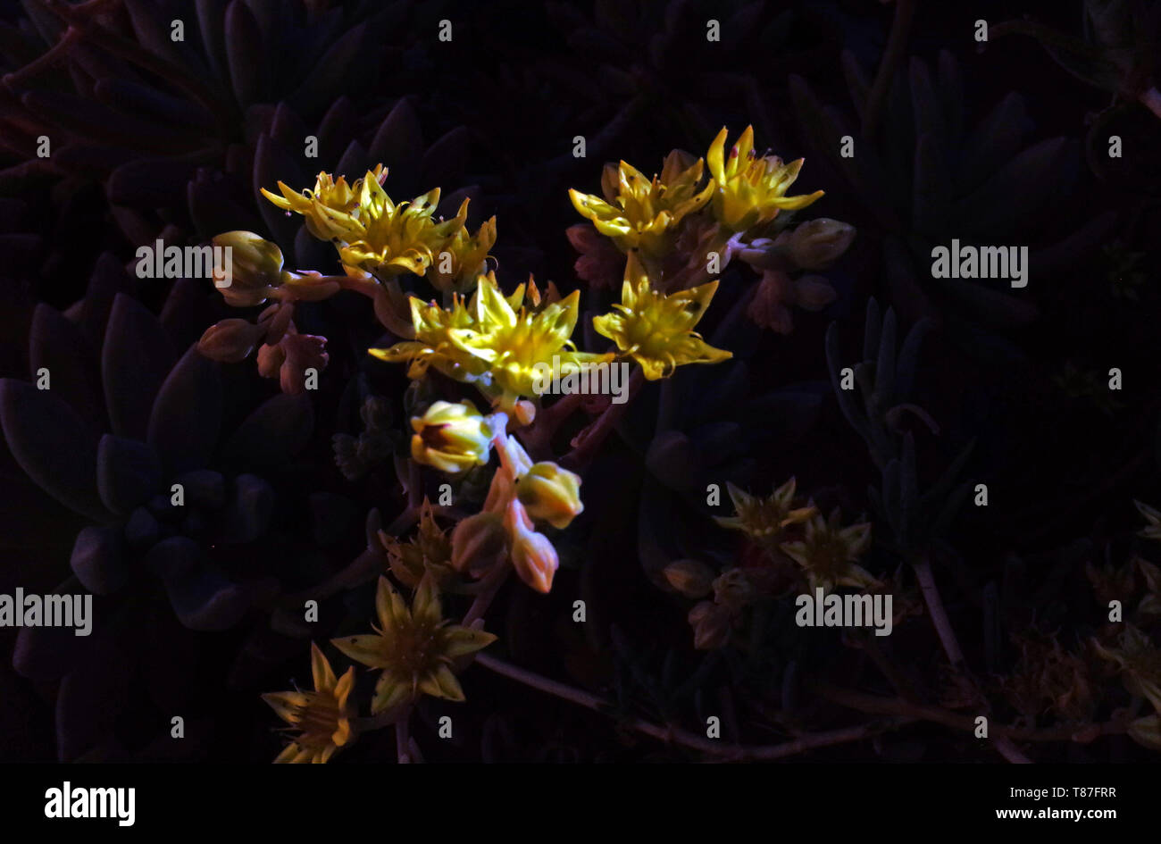Sedum flowering in spring Stock Photo - Alamy