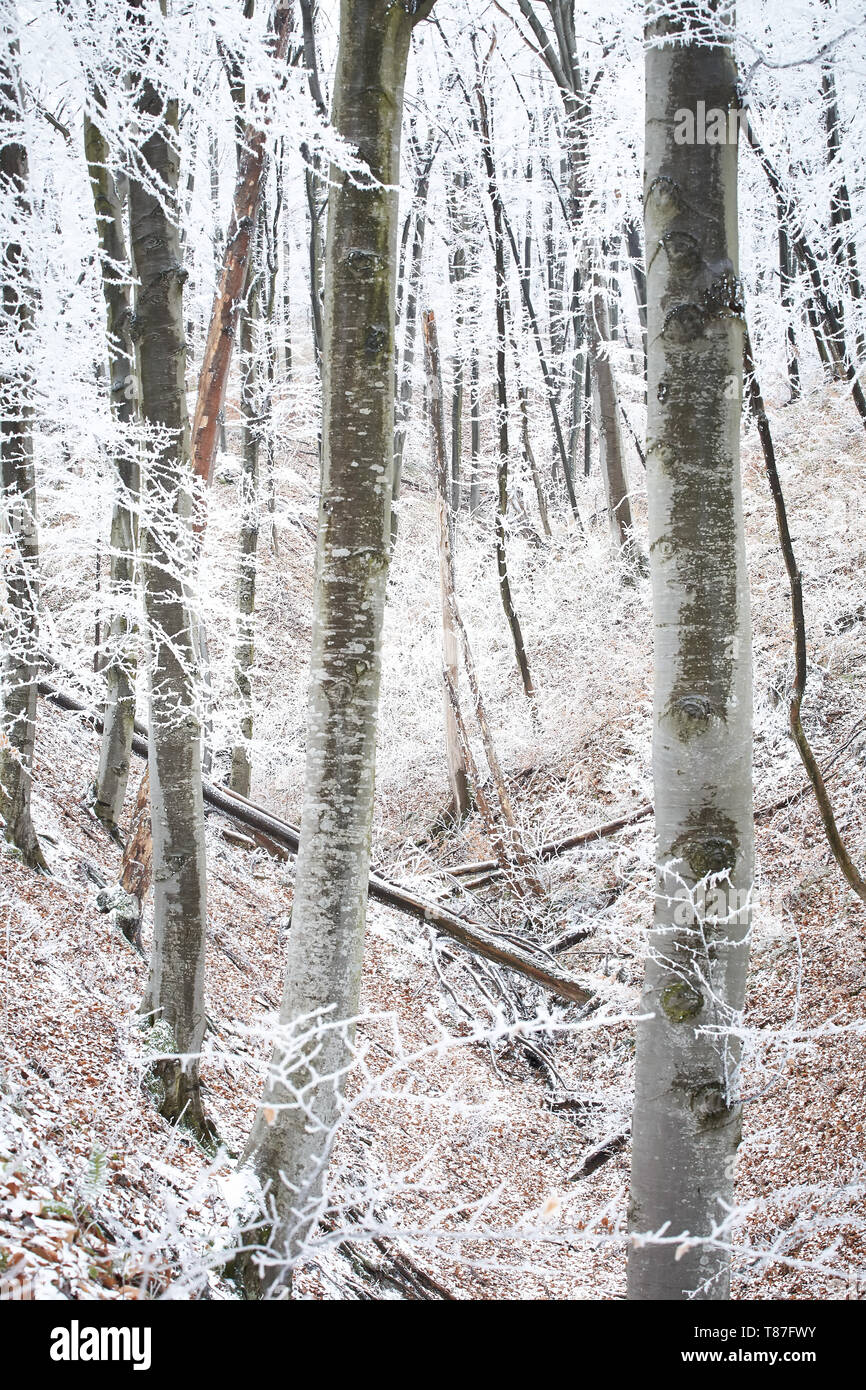 Beech tree snow december hi-res stock photography and images - Alamy