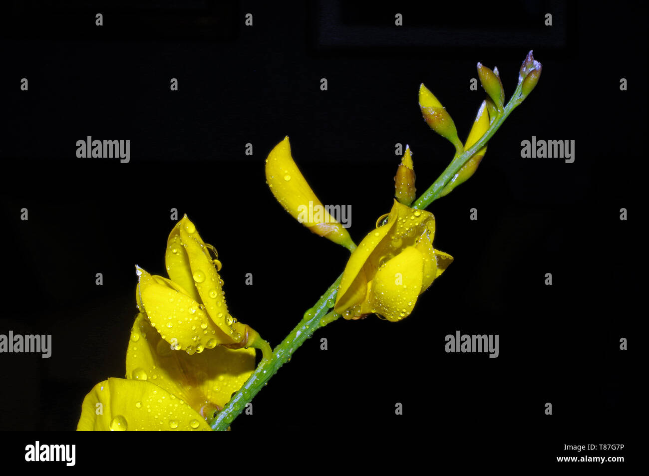 Genisteae Stock Photos & Genisteae Stock Images - Alamy