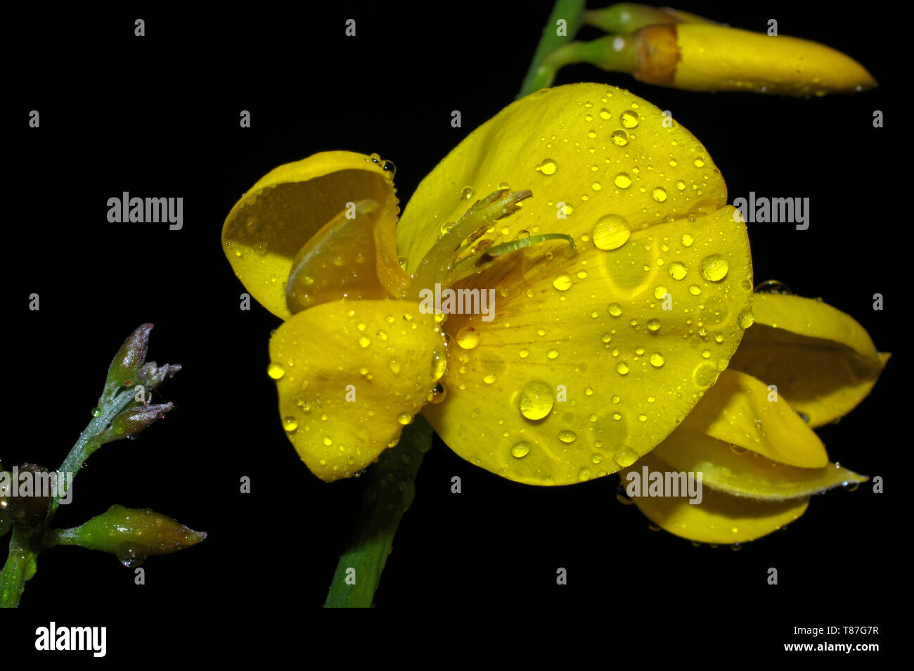 Genisteae hi-res stock photography and images - Alamy